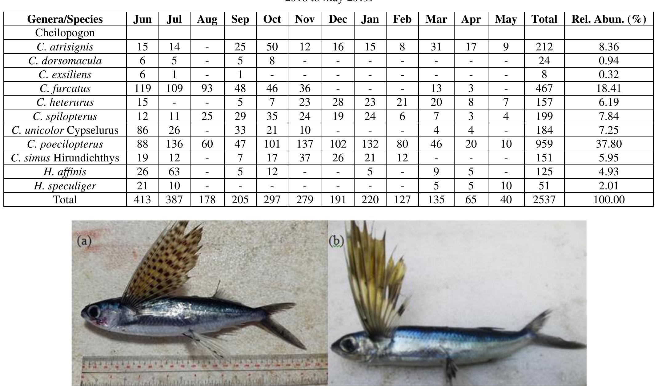 Plate 1: the two (2) most dominant flying fish species; a)