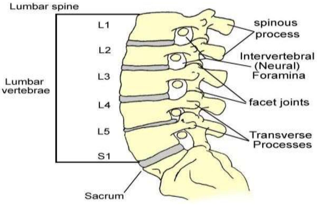 Showing lateral view of lumbar spine the lumbar vertebrae,