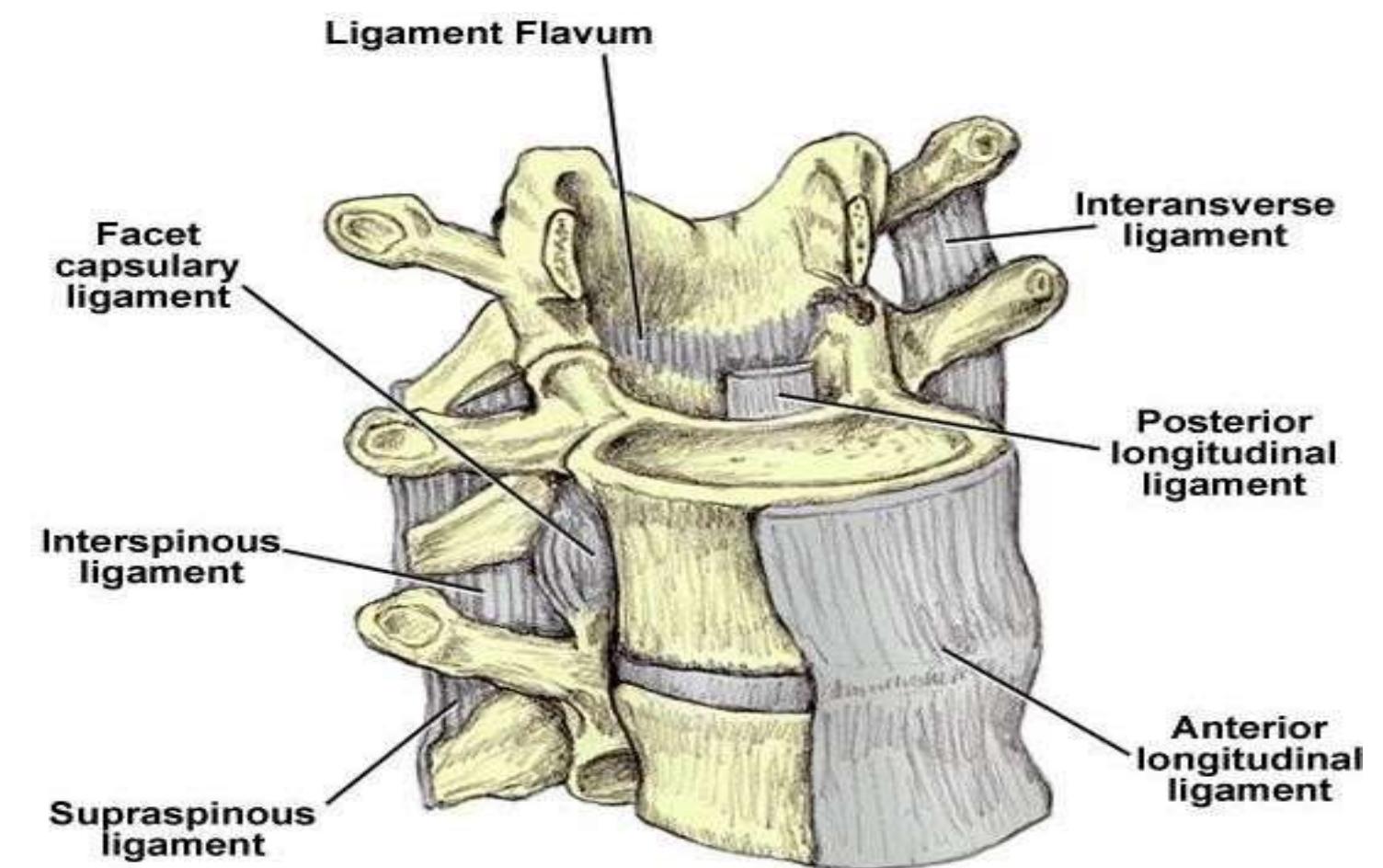 Ligaments of lumbar spine lumbar spine musculature