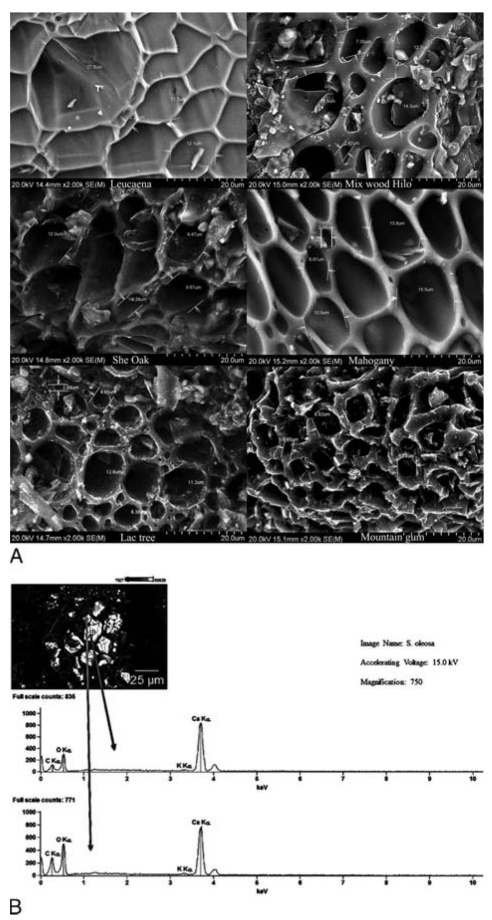 Scanning electron microscope images of the surface structure