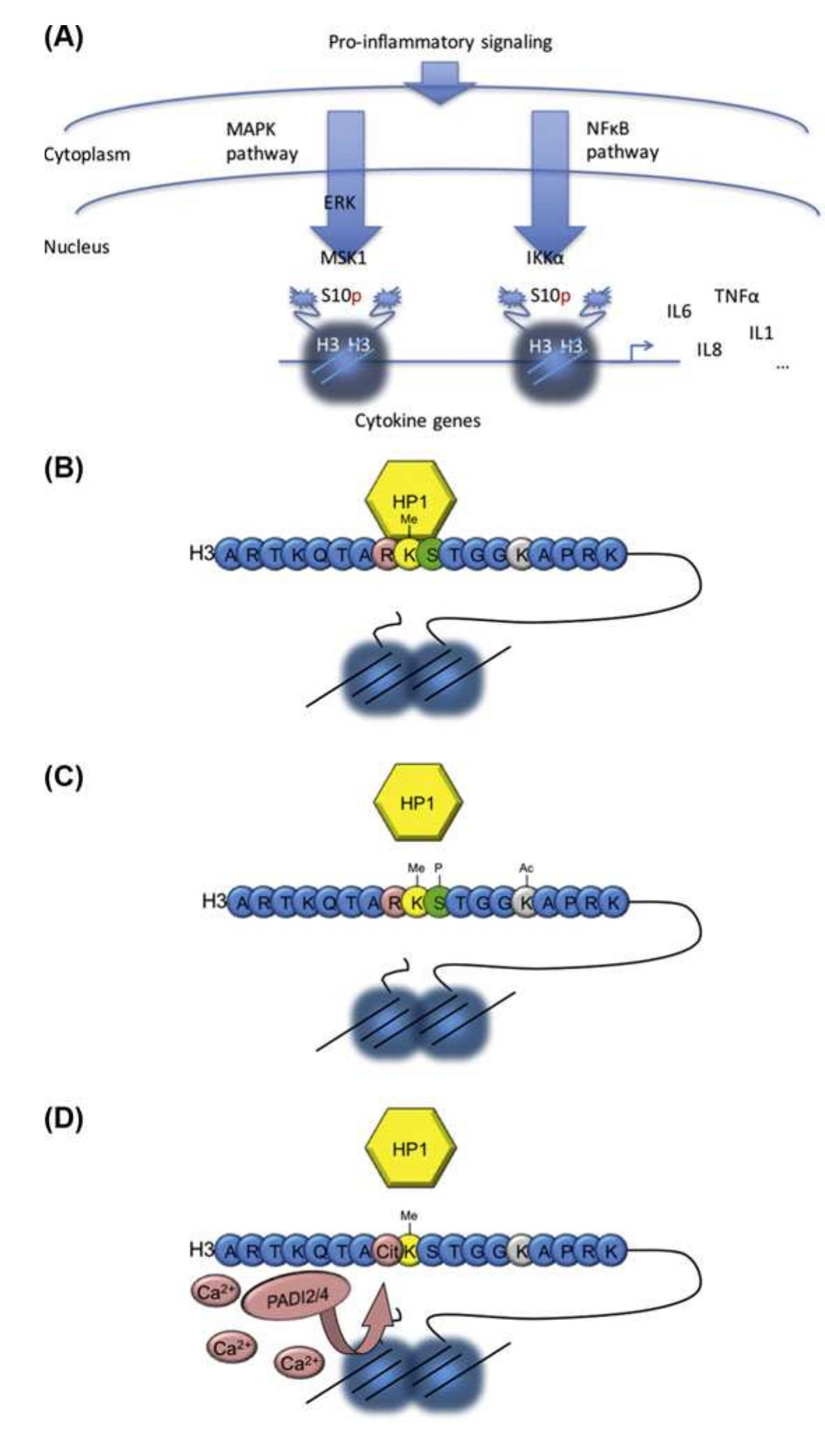 Proinflammatory signaling to chromatin. (a) activation of