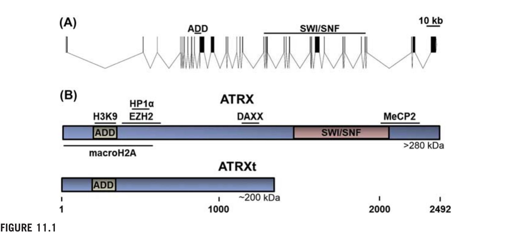 The human atrx gene, and structures of the major proteins