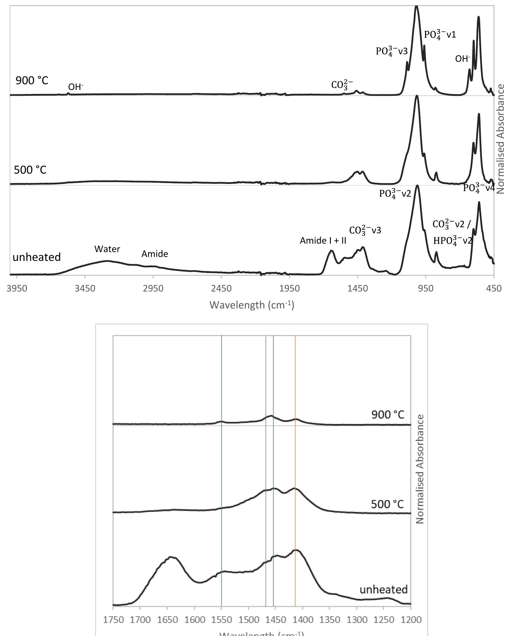 Top. ftir spectra of unheated bone and bone heated to 500
