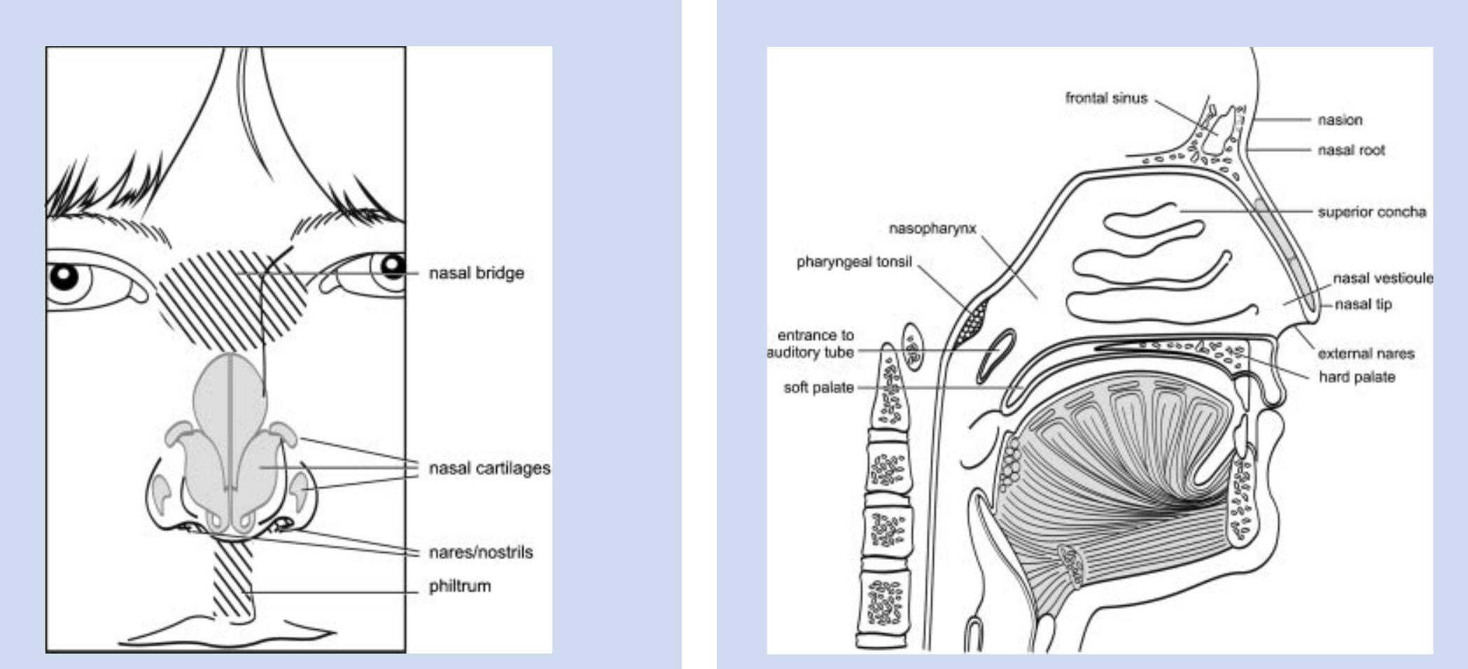 Anatomy of the nose: cross section. fig. 2. anatomy of the