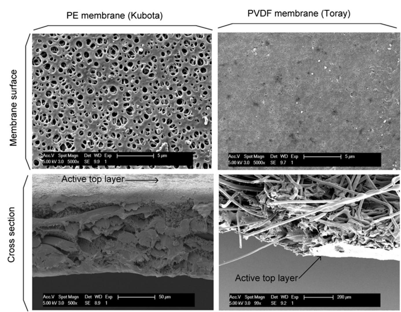 sem images of surface and cross section of the membranes