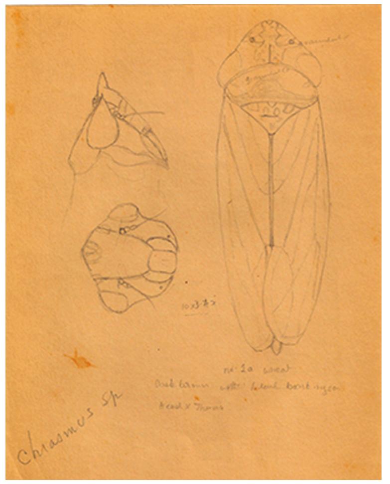 An early set of diagrams of a deltocephaline leafhopper by
