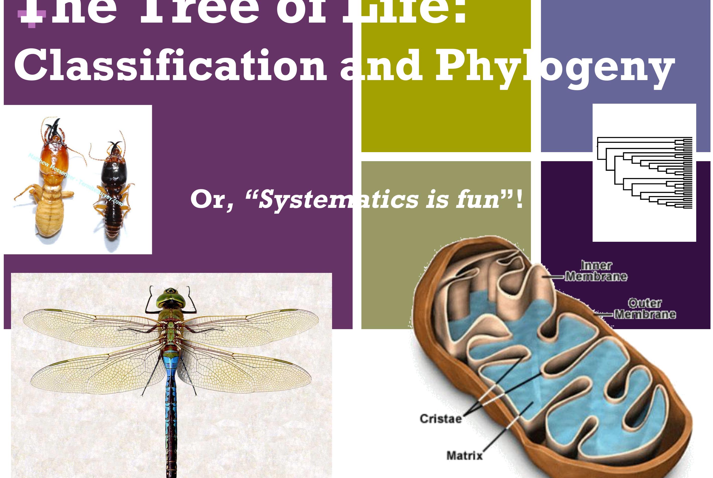 Figure 1 - The Tree of Life: Classification and Phylogeny