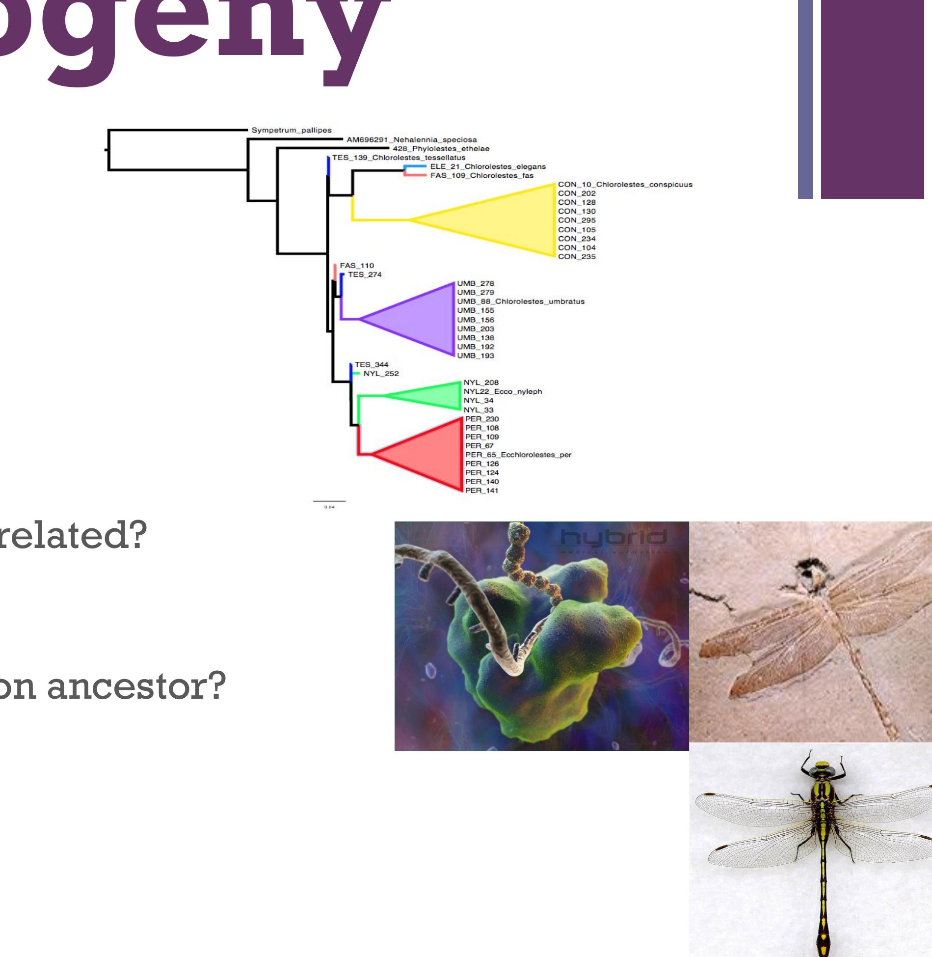 Figure 2 - The Tree of Life: Classification and Phylogeny
