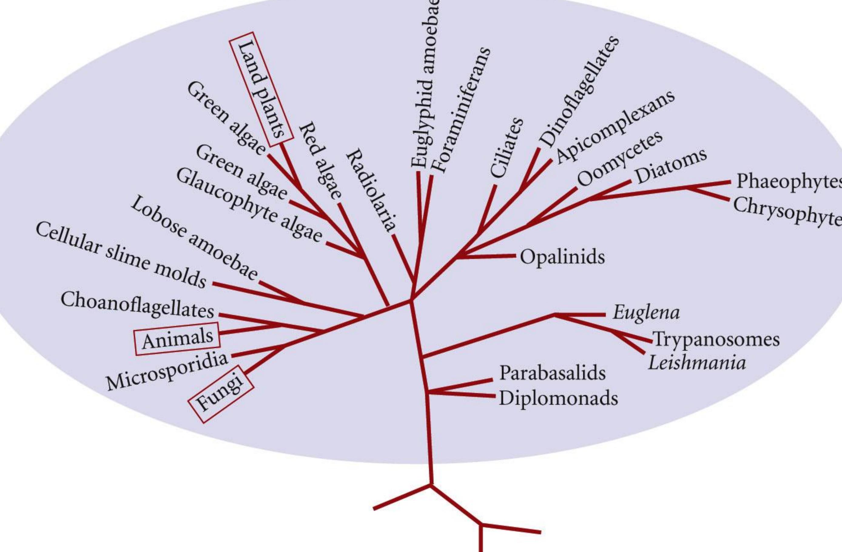 Figure 4 - The Tree of Life: Classification and Phylogeny