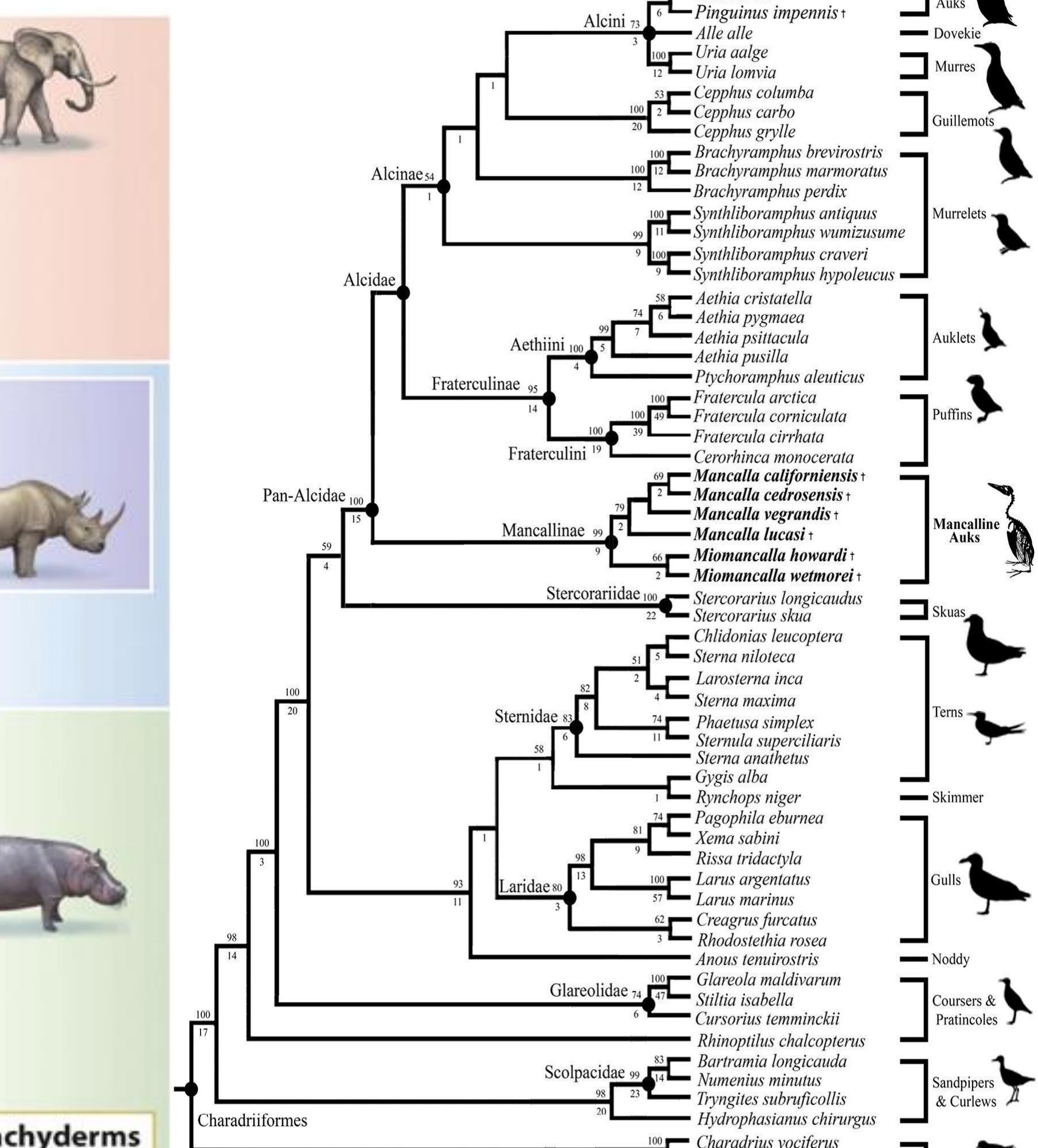 Figure 7 - The Tree of Life: Classification and Phylogeny