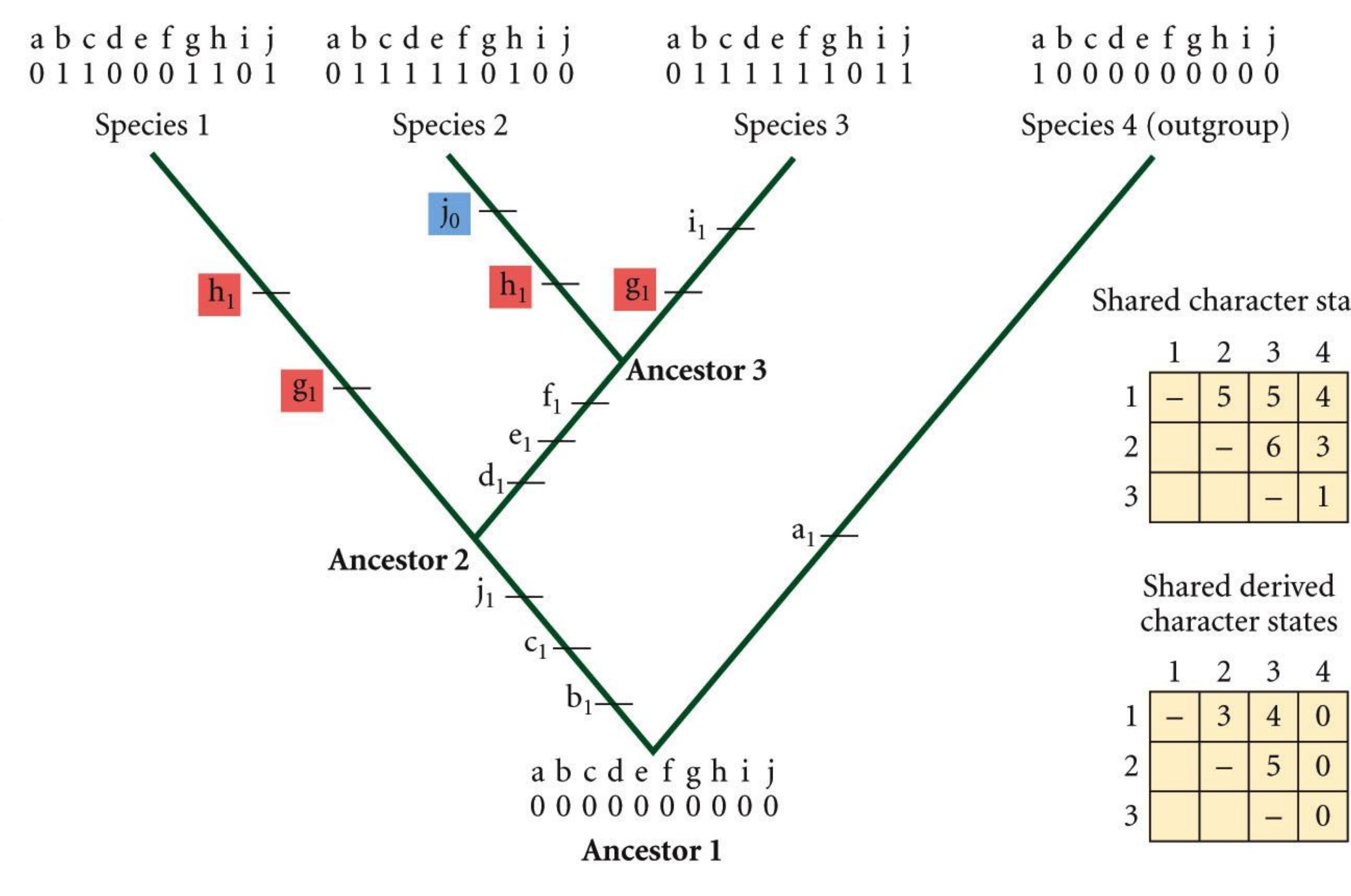 Figure 11 - The Tree of Life: Classification and Phylogeny
