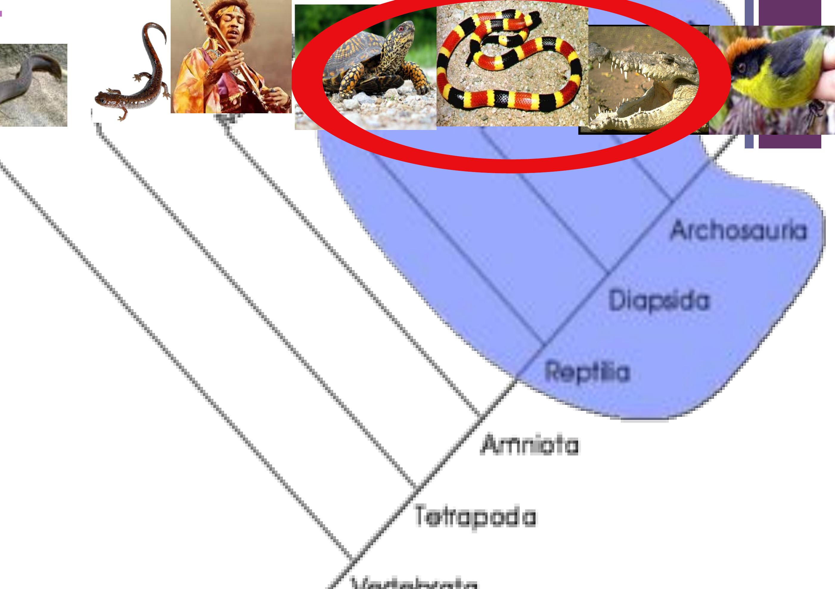 Figure 14 - The Tree of Life: Classification and Phylogeny