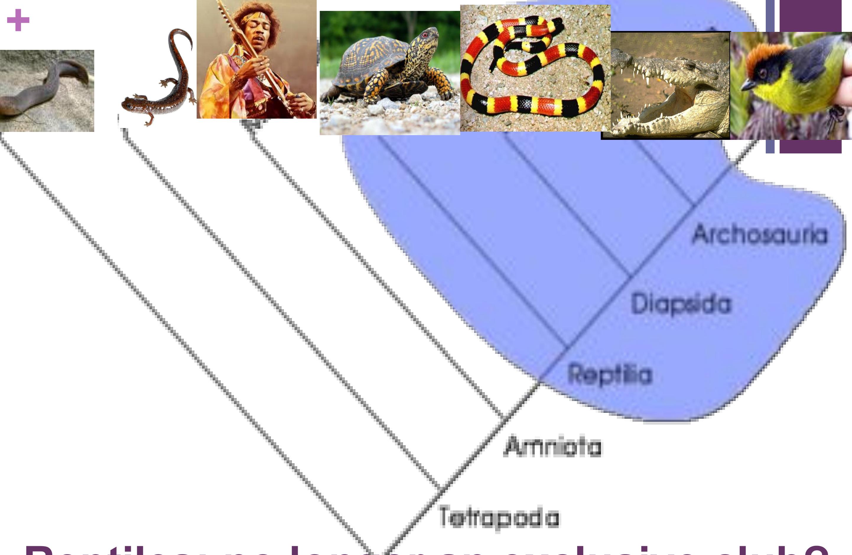 Figure 15 - The Tree of Life: Classification and Phylogeny