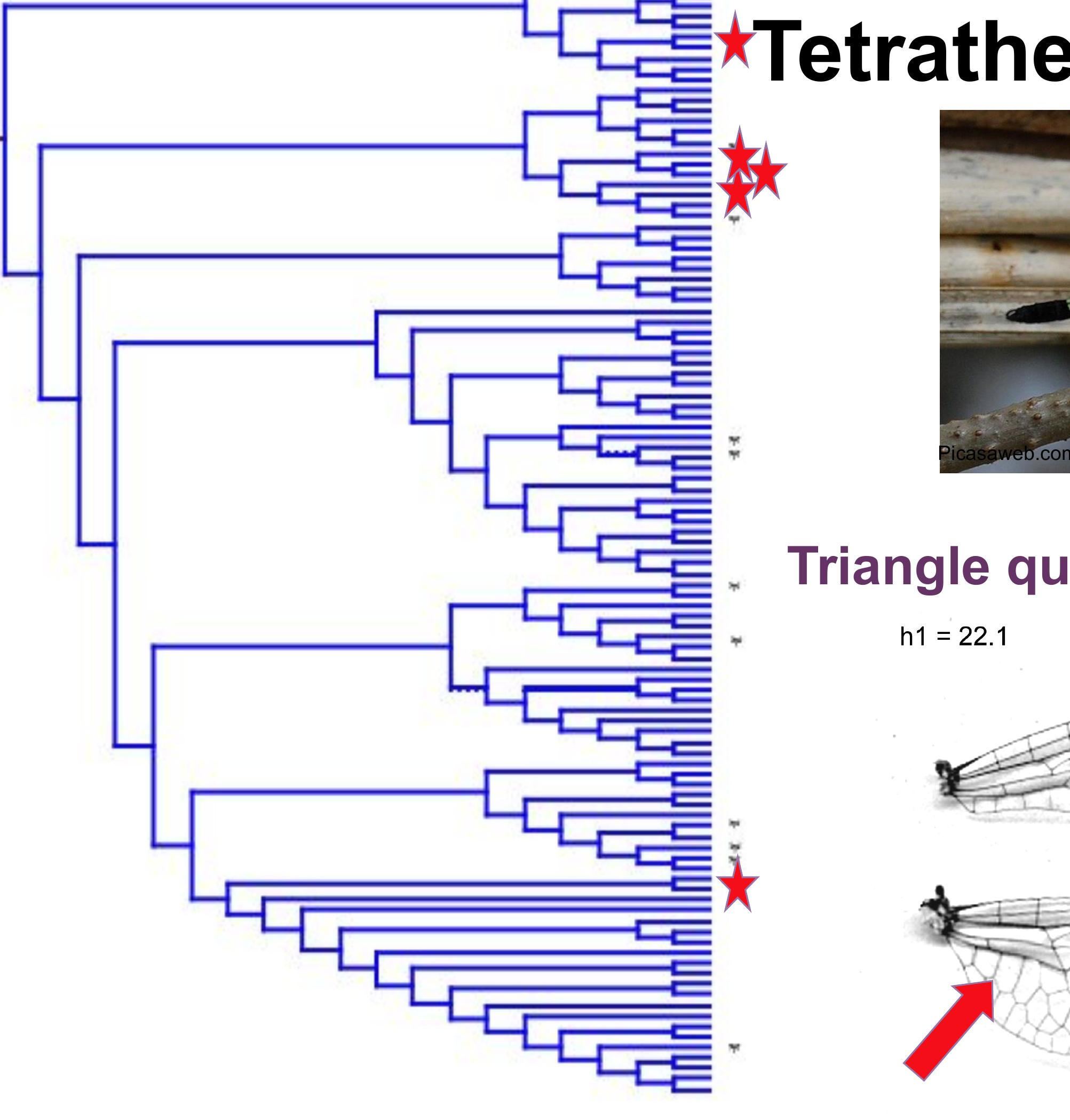 Figure 17 - The Tree of Life: Classification and Phylogeny