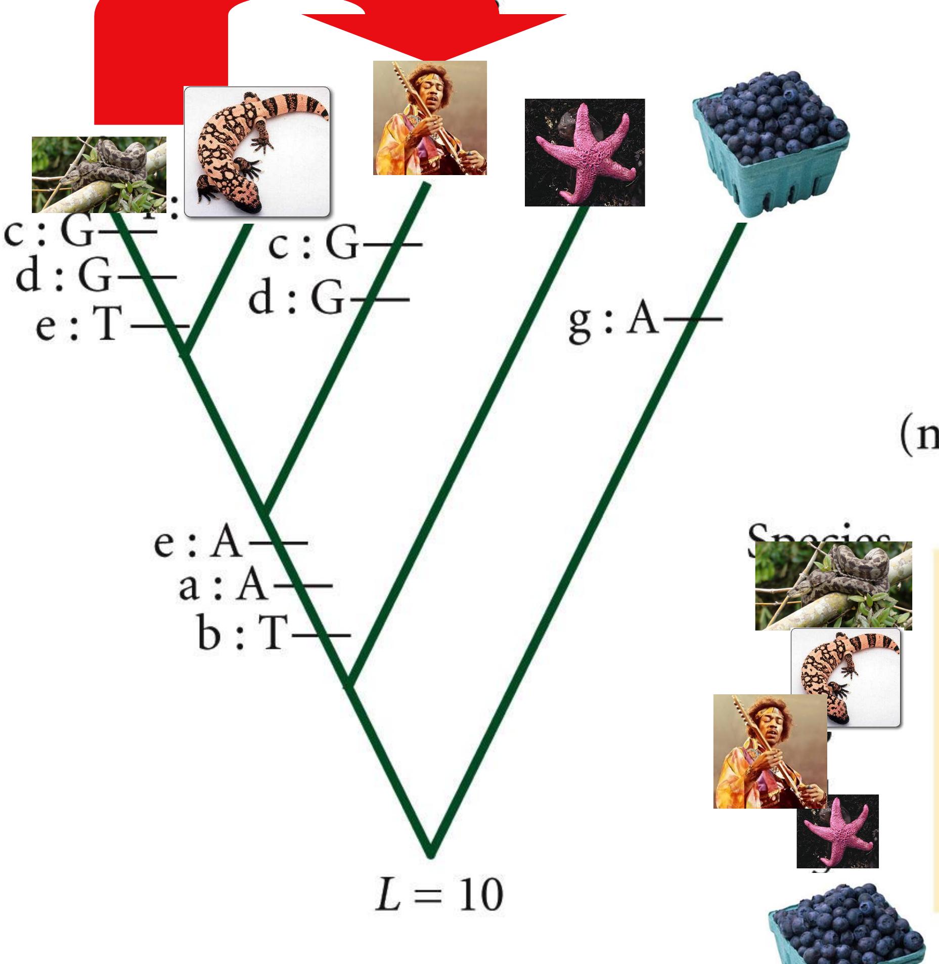 Figure 20 - The Tree of Life: Classification and Phylogeny