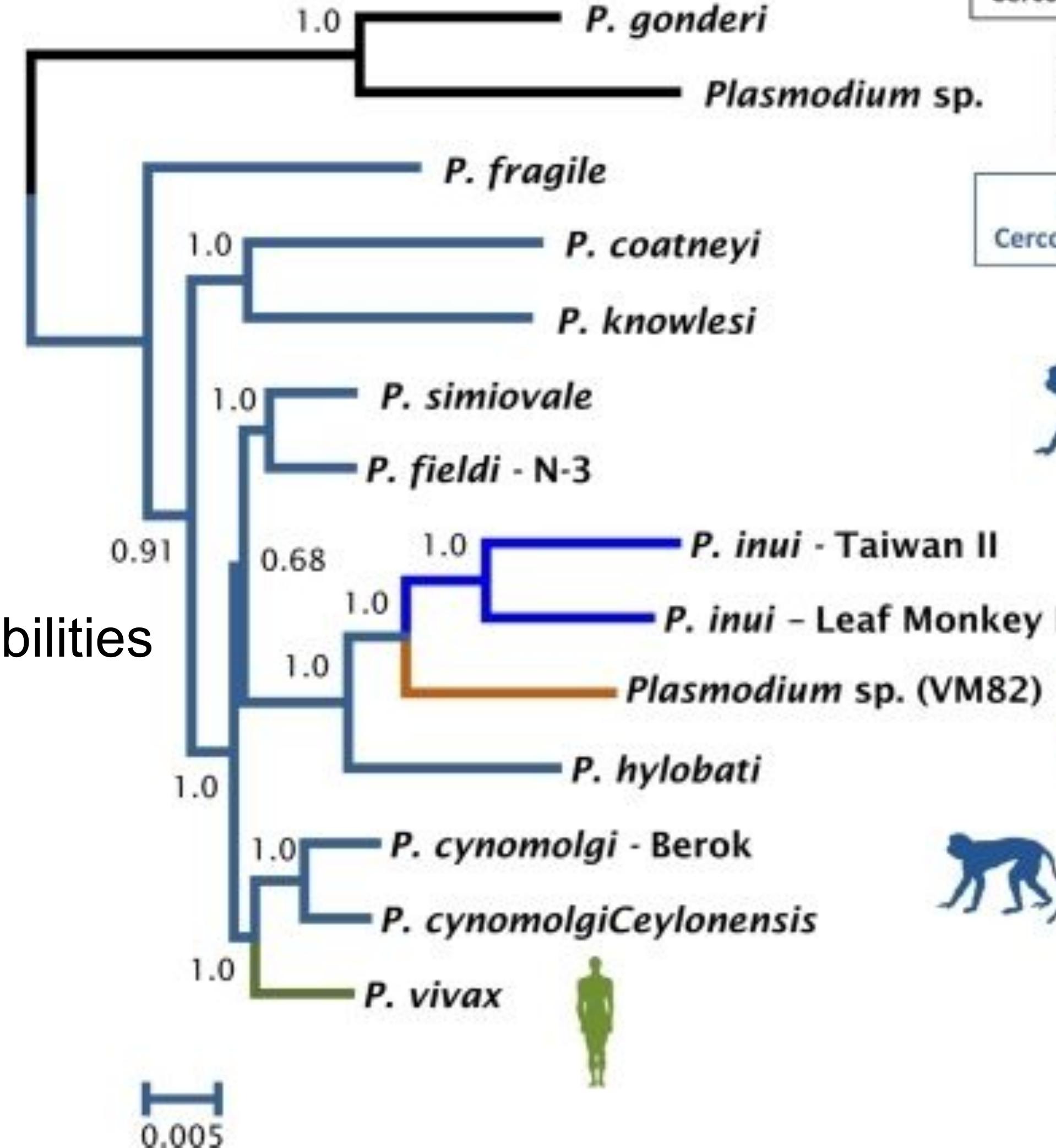 Figure 24 - The Tree of Life: Classification and Phylogeny