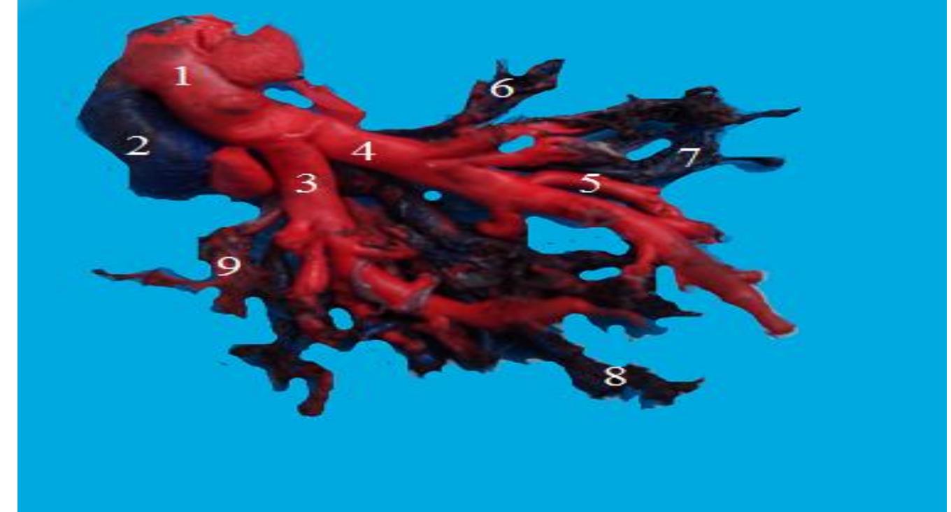 Figure 9 - MORPHOLOGICAL STUDY OF RABBIT LUNG, BRONCHIAL