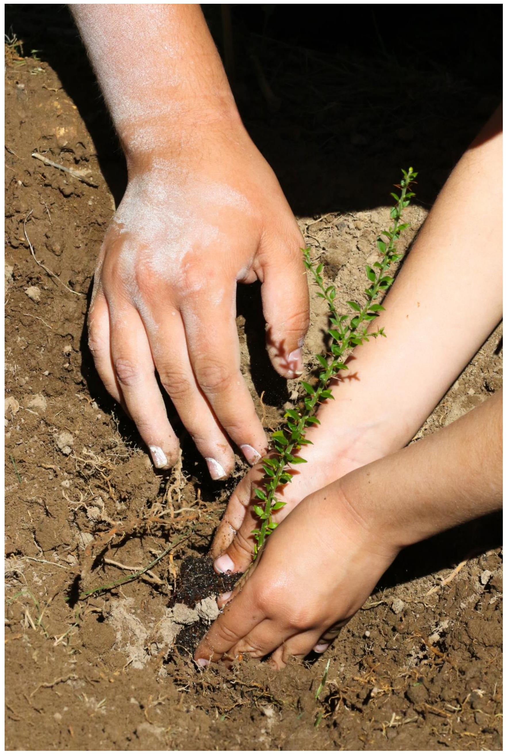 Hands painted in ochre planting a wild orange tree (capparis