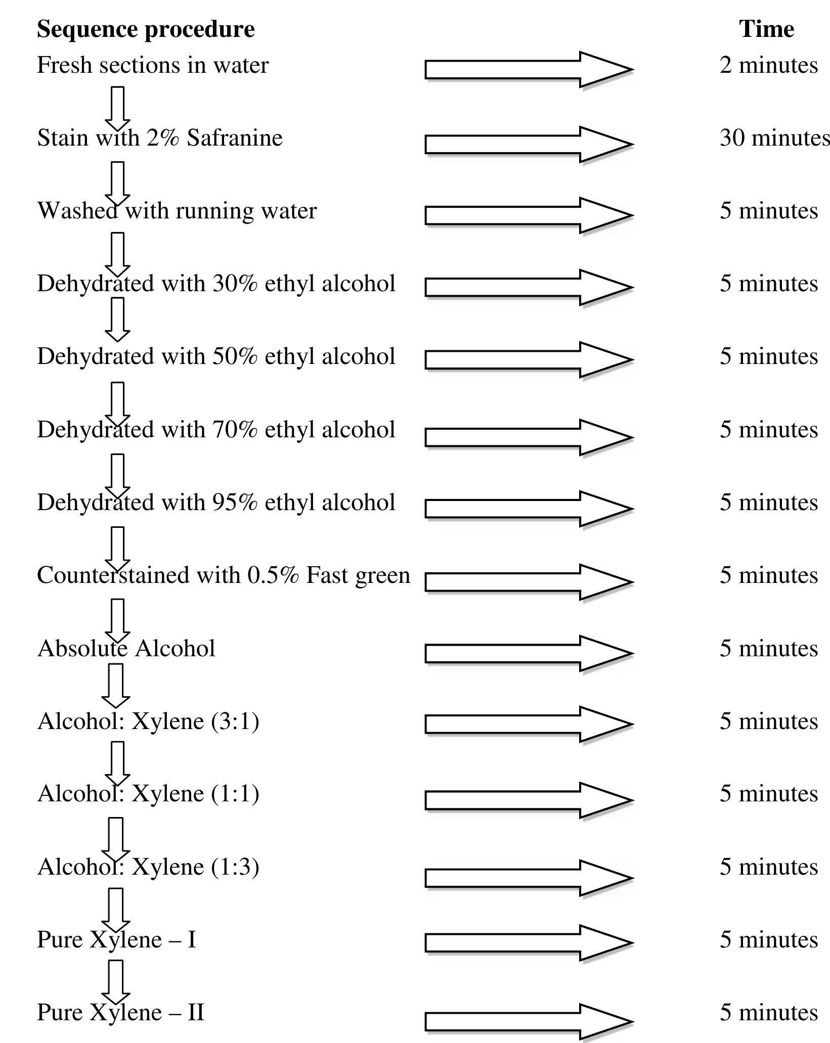 Flow chart showing outline of staining procedure anatomical