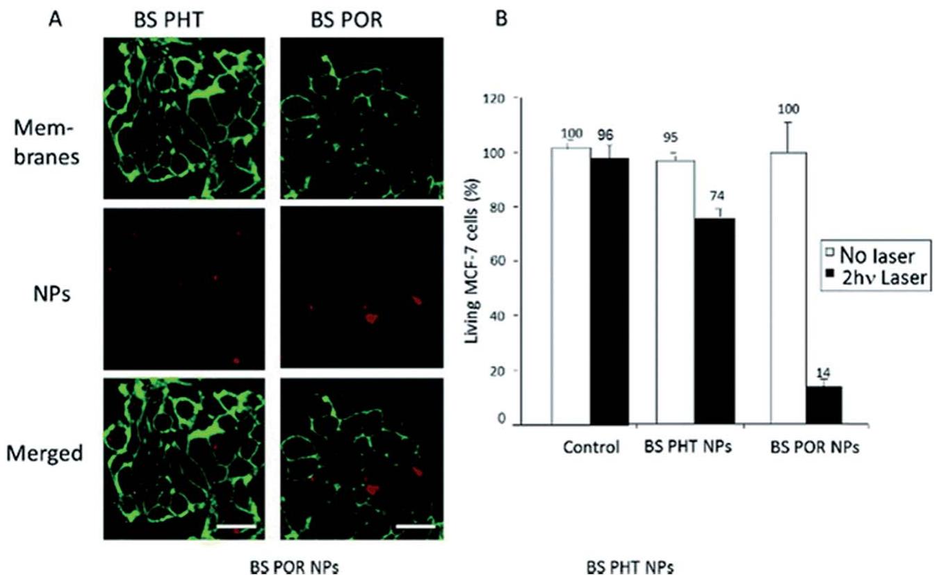 (a) two-photon confocal microscopy images of cells at 800 nm