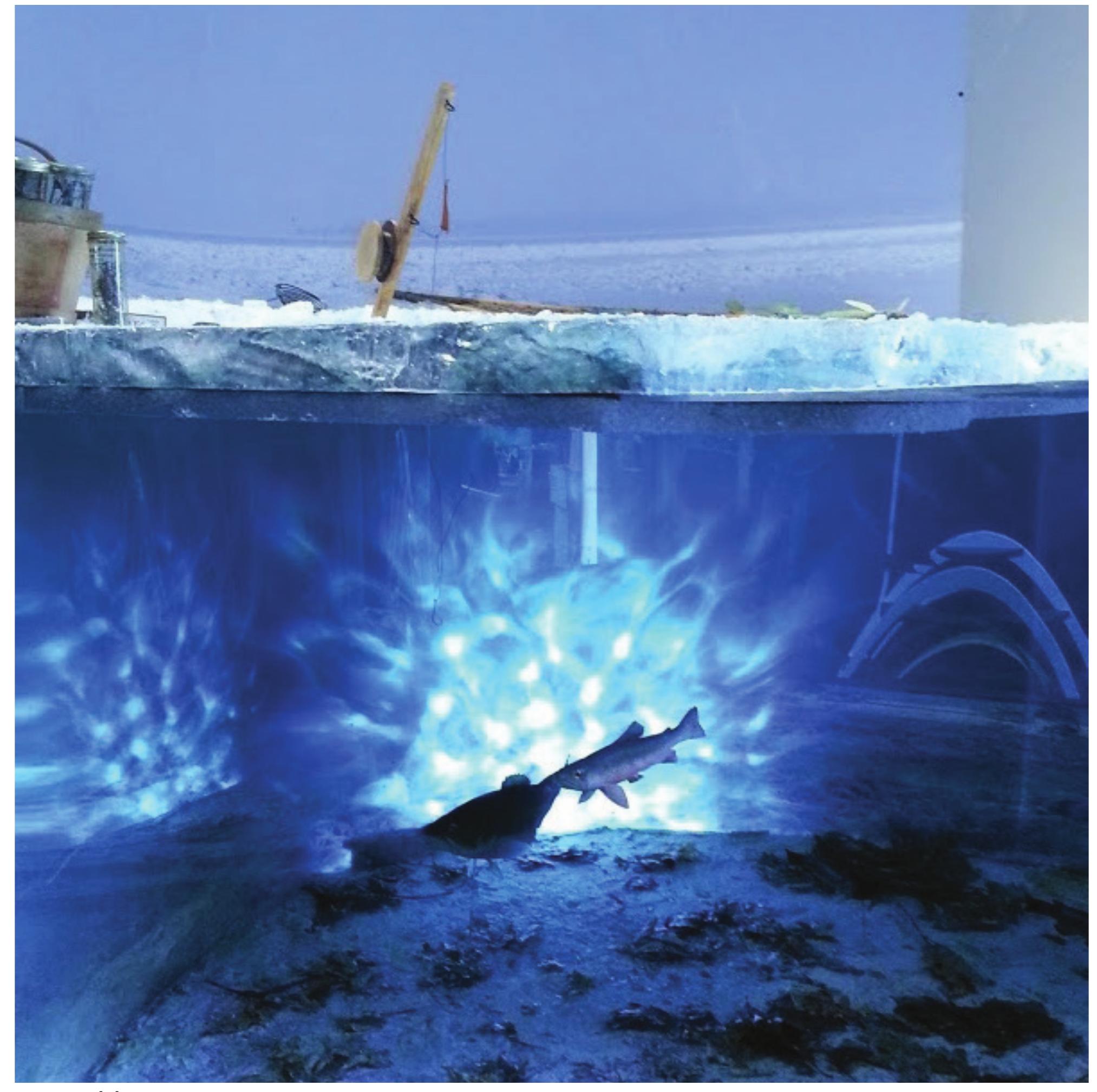 Under the ice fish diorama, fish taxidermy, mixed media,