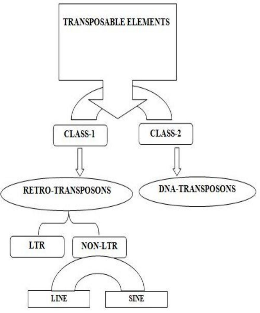Transposable elements and their types , long terminal