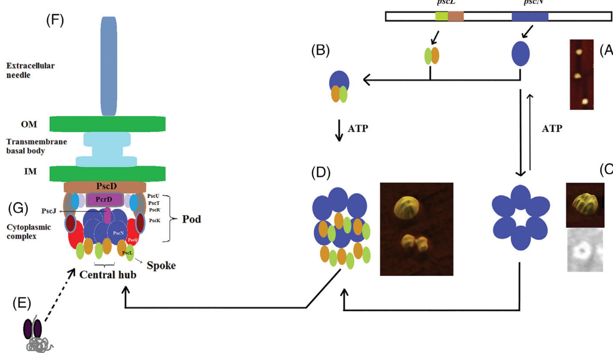 Schematic representation of the mechanism of action: t3ss