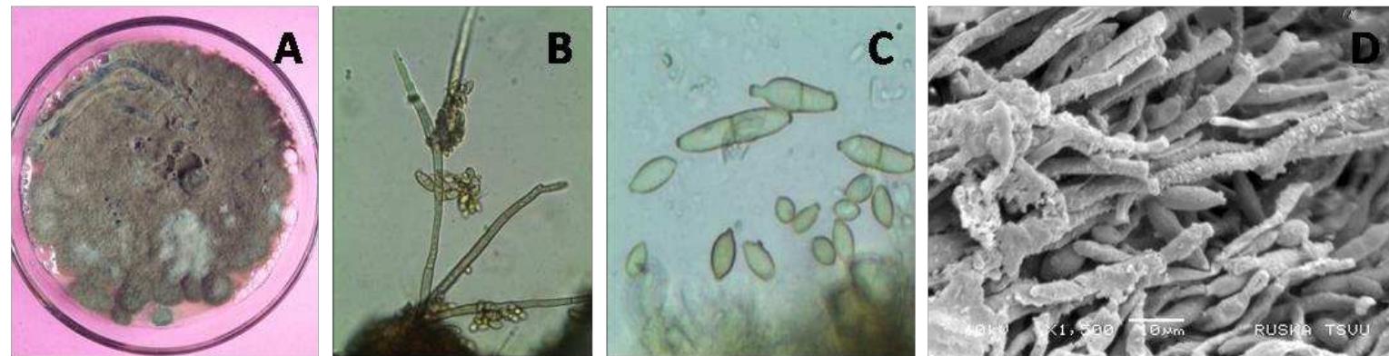 Morphological characters of c. cladosporioides on pda a)