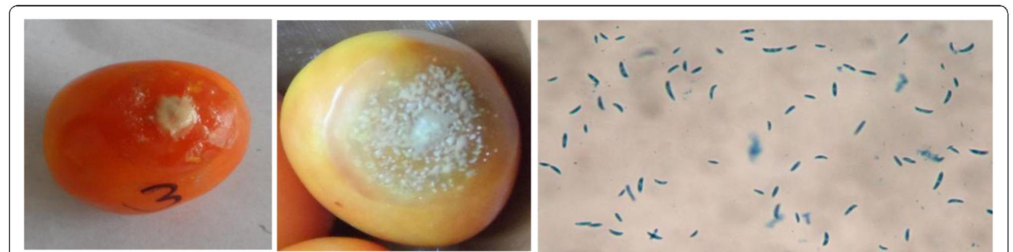 Photographs showing disease (a) symptom of fusarium rot and