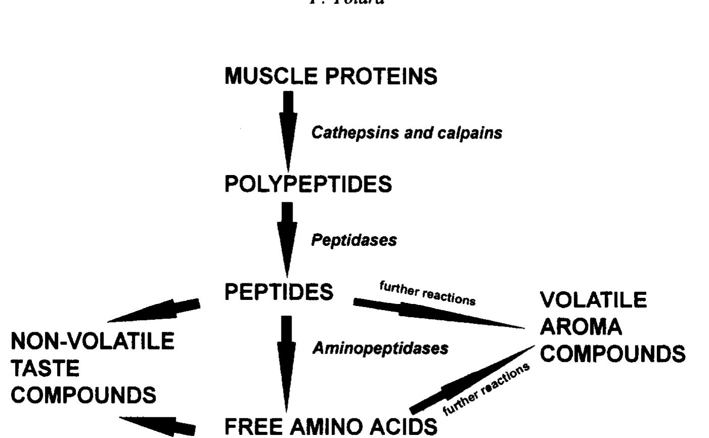 Flow chart showing the major steps in post-mortem muscle