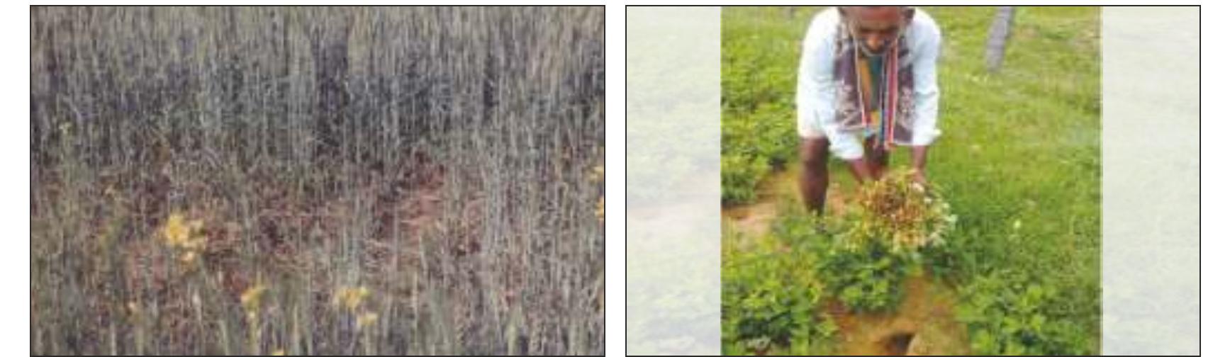 Rat damage in ground nut rat damage in wheat bandicoots make
