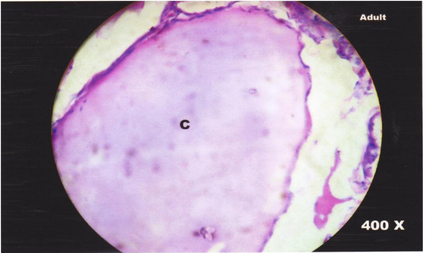 Photo no-6: microscopic structure of adult thyroid gland