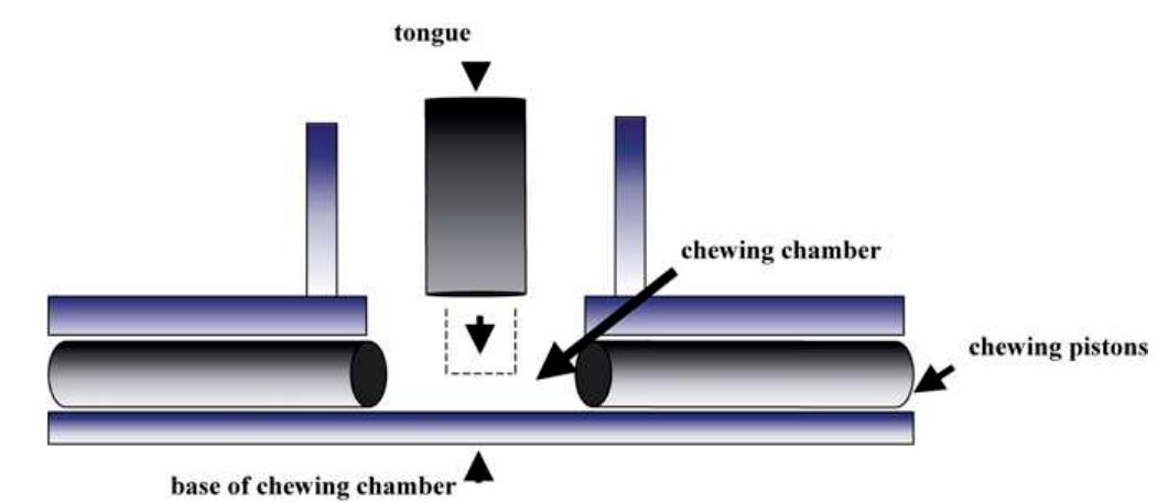Schematic diagram of the chewing chamber of in vitro chewing