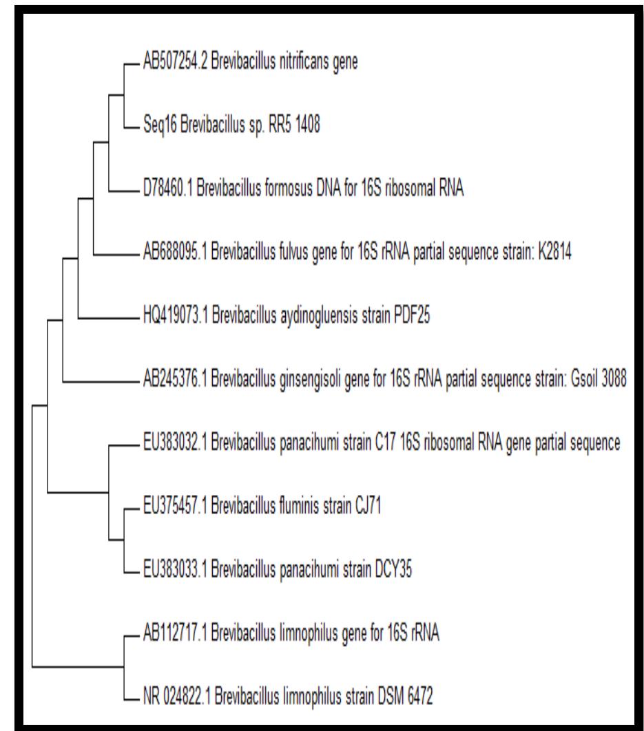 Phylogenetic tree construction fig 4. phylogenetic tree