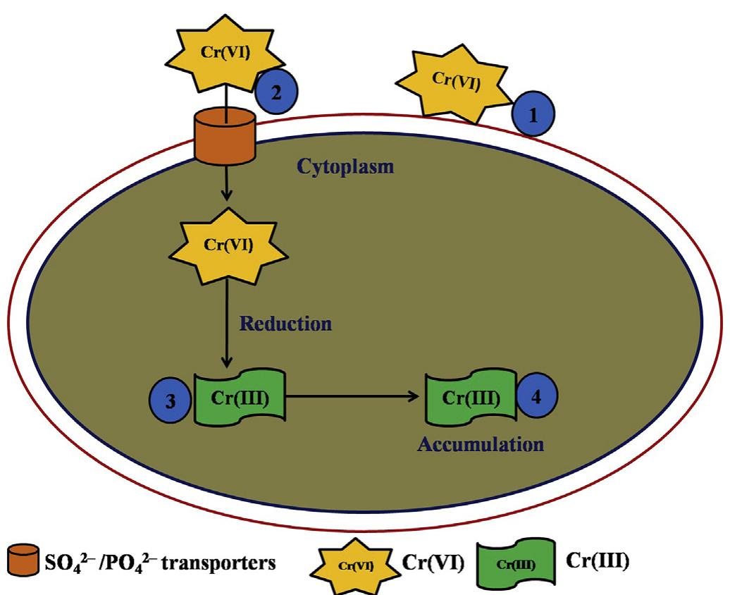 Conceptual diagram of cr(vi) reduction mechanism by