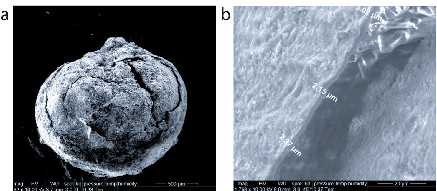 Scanning electron microscope (sem) images of a chenopod from