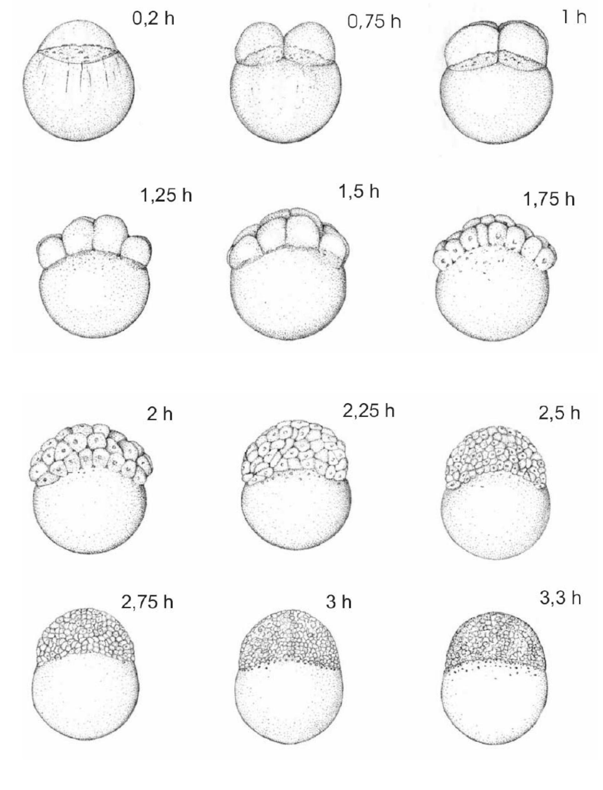 A: selected stages of early zebrafish (danio rerio)