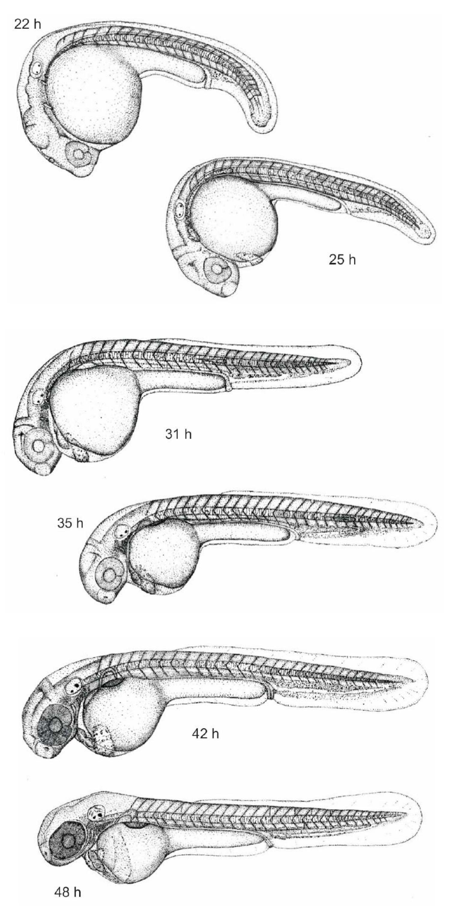 Figure 5 - FISH EMBRYO TOXICITY ASSAYS