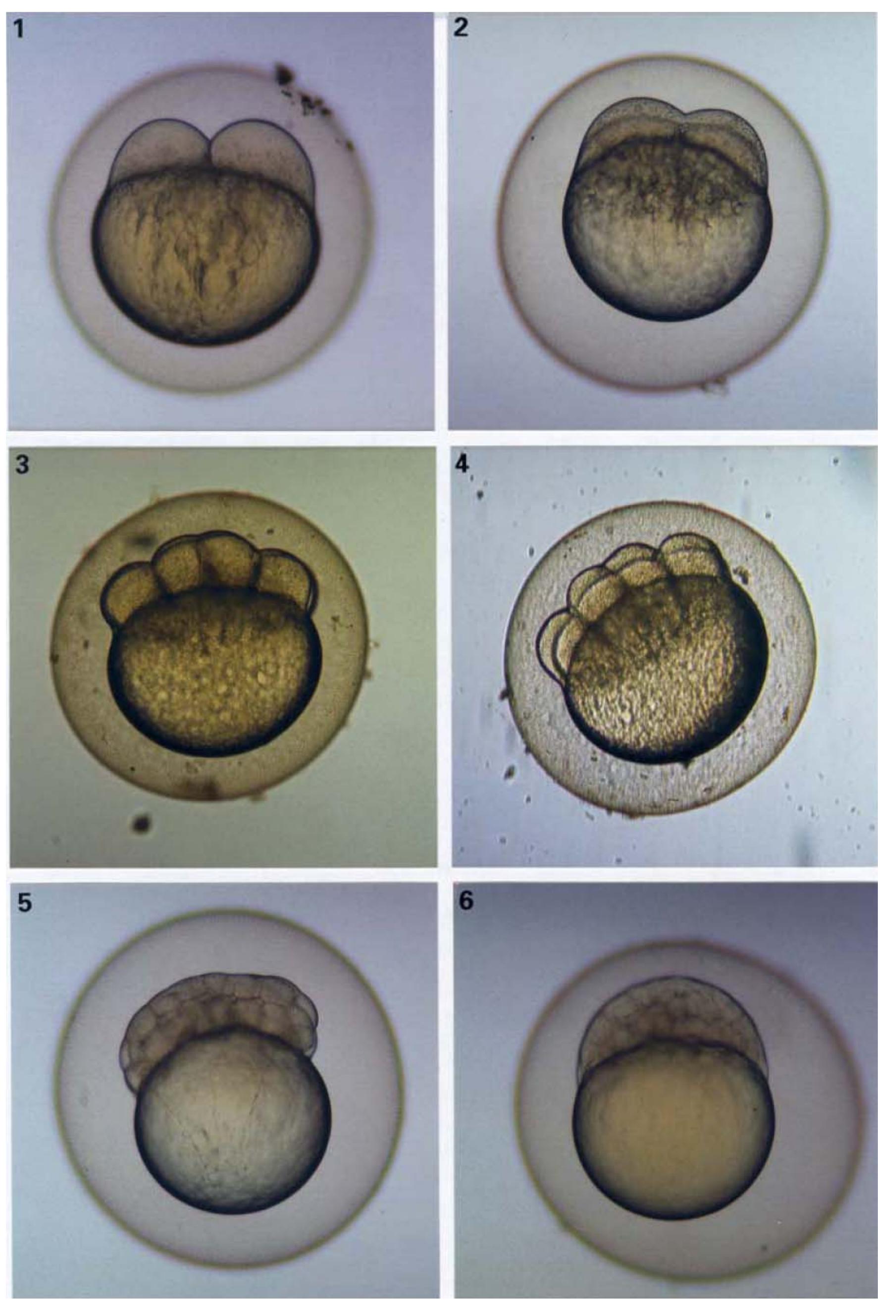 Figure 6 - FISH EMBRYO TOXICITY ASSAYS