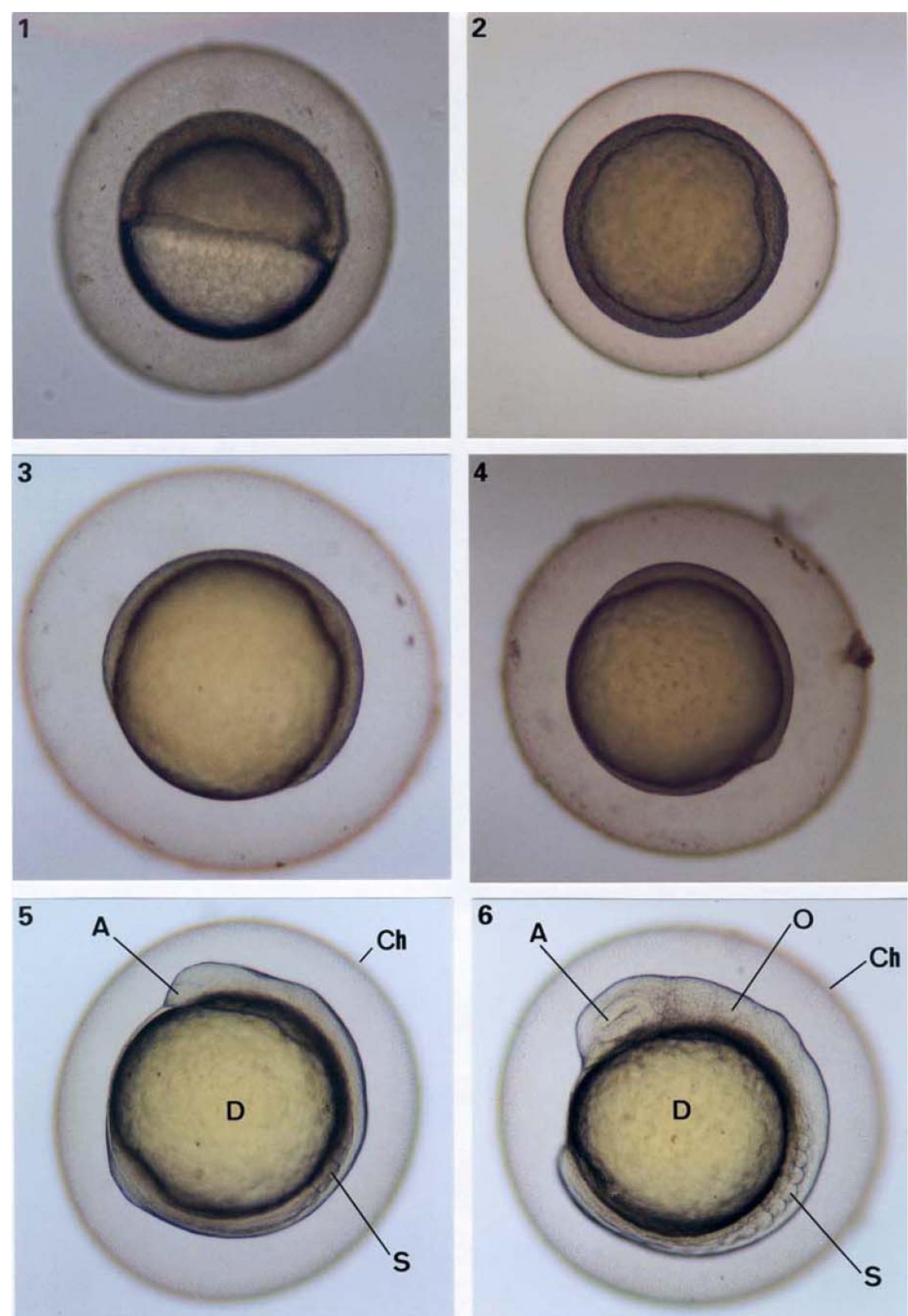 Figure 7 - FISH EMBRYO TOXICITY ASSAYS