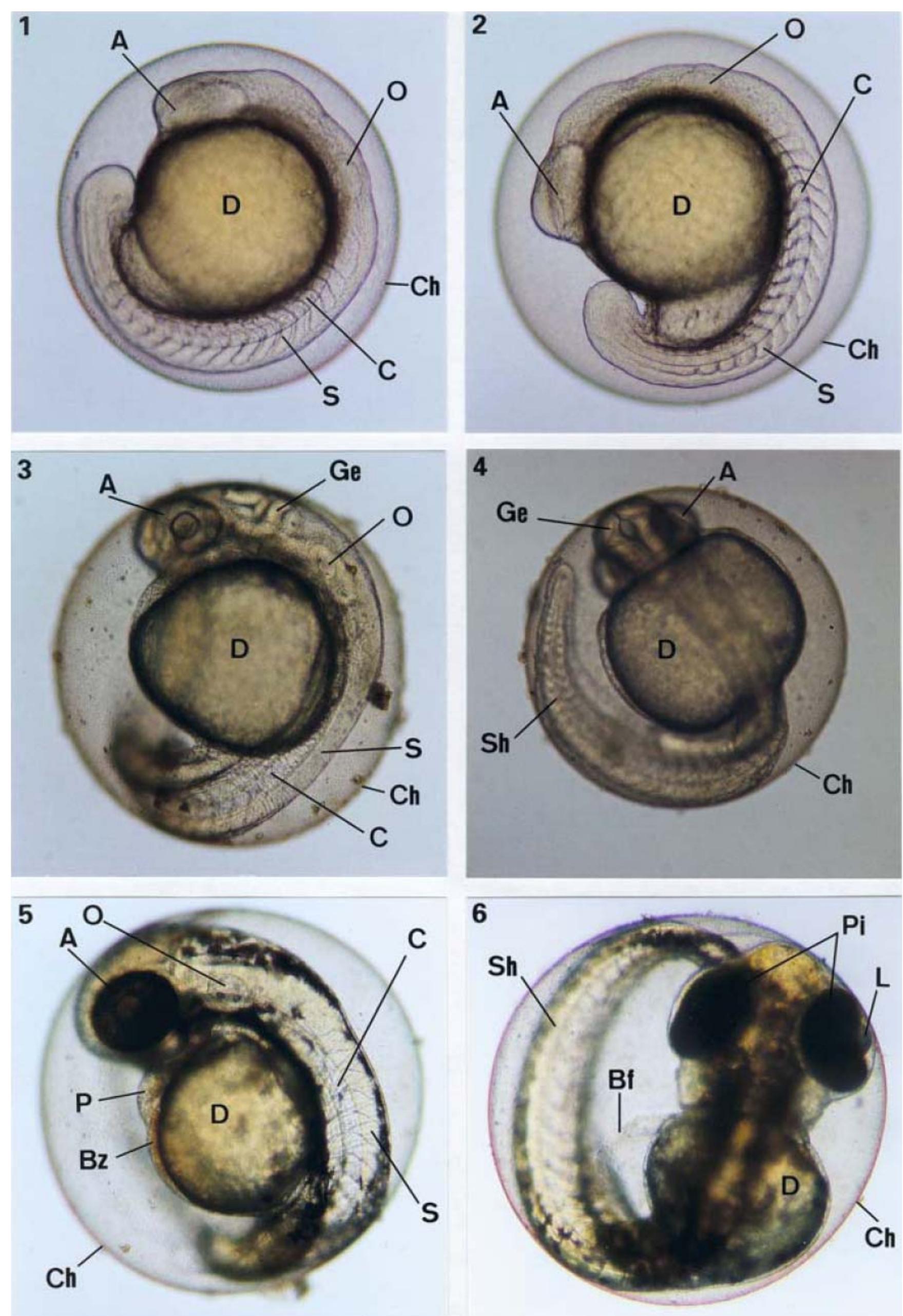 Figure 8 - FISH EMBRYO TOXICITY ASSAYS