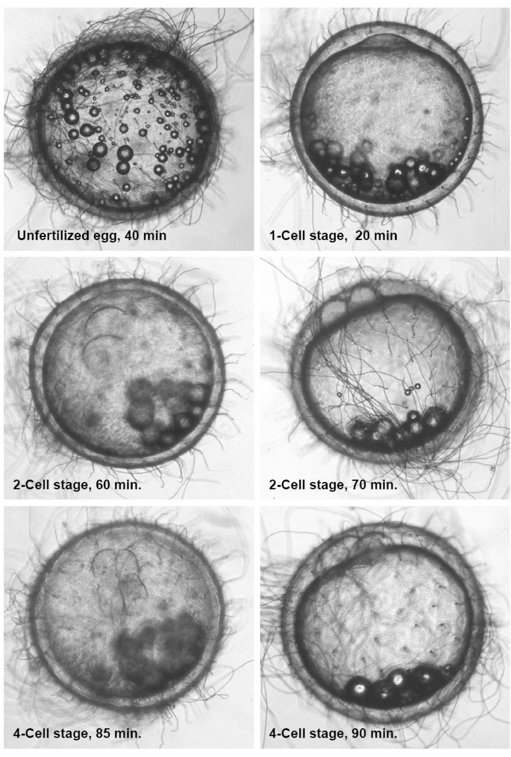 Figure 26 - FISH EMBRYO TOXICITY ASSAYS