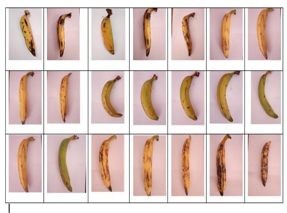 Banana images classification banana images classification