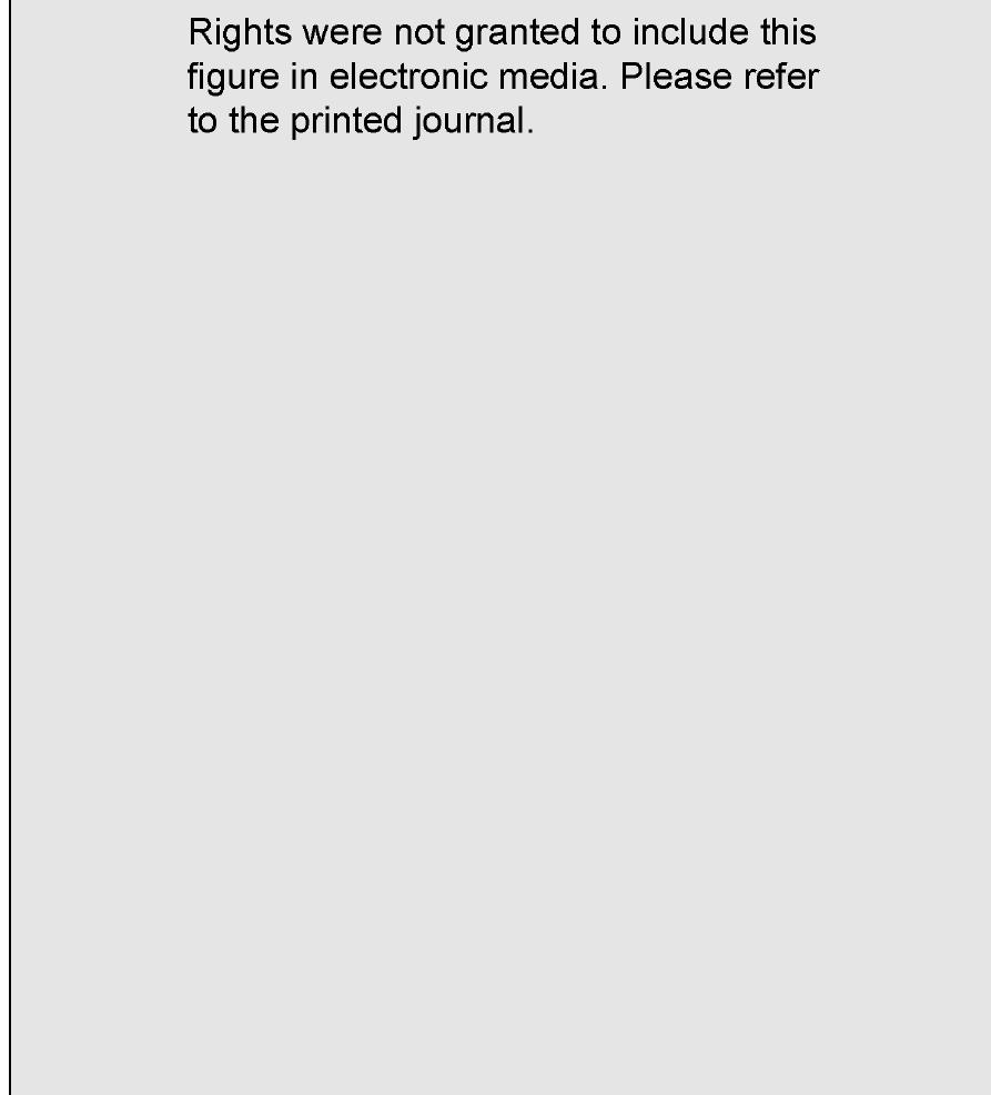 Figure 10 - APPENDIX AND CECUM Embryology Anatomy and