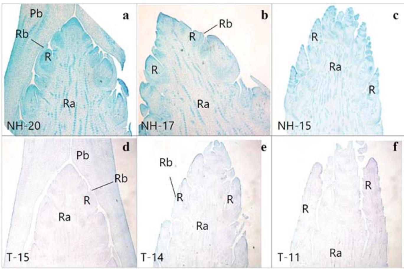 Histological illustration of the formation of rachillae and
