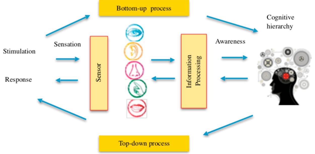 Stimulus response and the flow chart of sensory perception
