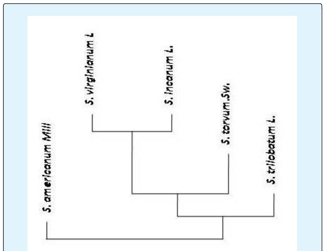 Phylogram (parsimonious tree) showing the phylogeny within