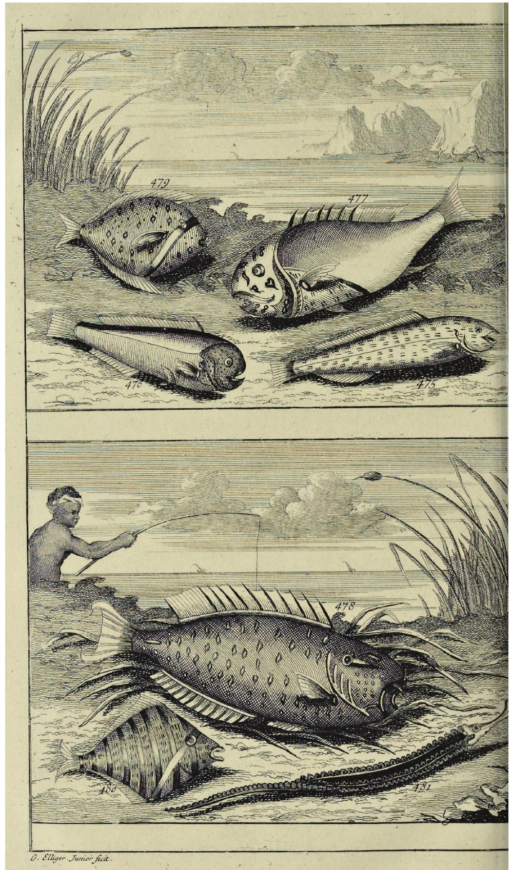 Figure 5 - from Repackaging East Indies Natural History in