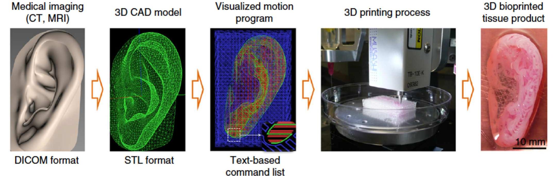 Common stages of the 3d printing process to develop
