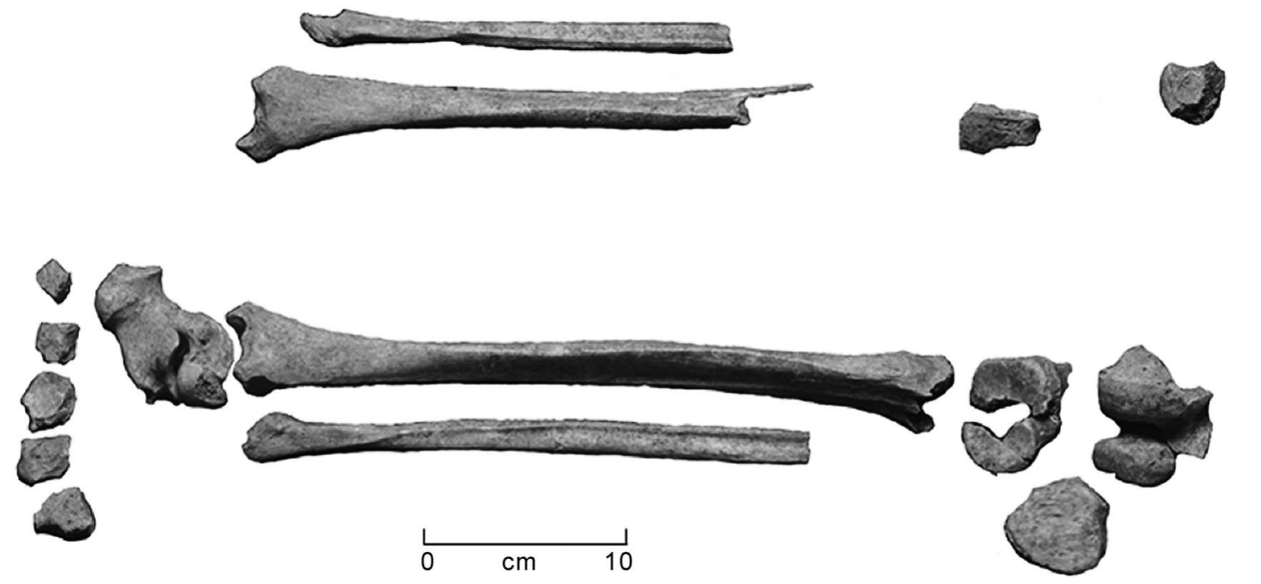 E 4 moghr el-ahwal cave 2. the lower limbs of the late